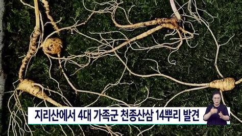 지리산에서 4대 가족군 천종산삼 18뿌리 발견