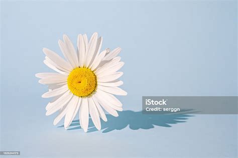 파란색 배경에 대담한 초현실적 인 추세 카모마일 꽃 현대 그래픽 포스터 컴퓨터 그래픽에 대한 스톡 사진 및 기타 이미지 컴퓨터 그래픽 플랫 레이 0명 Istock