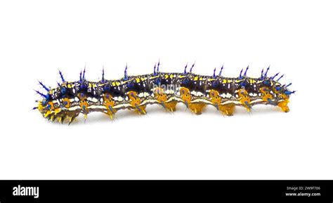 Common Buckeye Butterfly Junonia Coenia Caterpillar Larva Worm