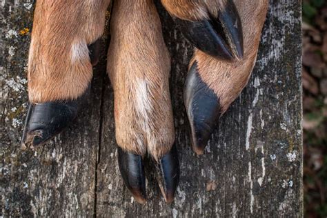 How To Preserve Deer Feet At Francis Snyder Blog