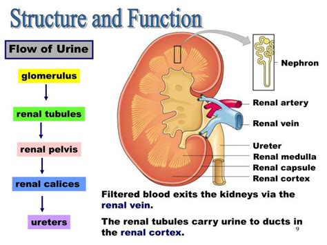 Ppt Urinary System Powerpoint Presentation Id314737