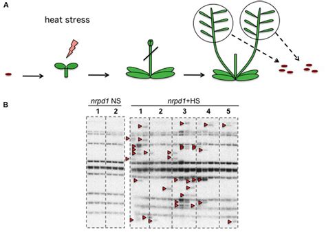 Transgenerational Transposition In Late Differentiated Branches A A