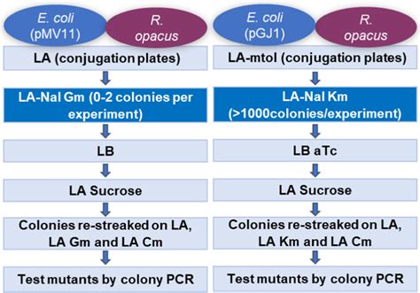 Conjugation Scheme Using The Traditional Suicide Plasmid Example Download Scientific Diagram