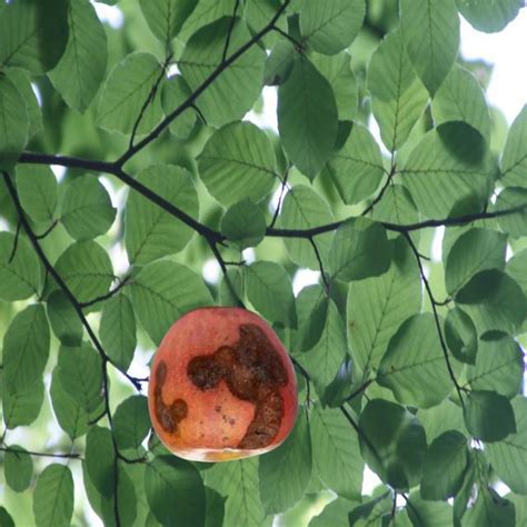 Apple Object Detection Dataset By Project Cu5ga