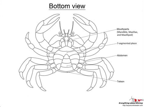 Crab External Anatomy Shrimp And Snail Breeder