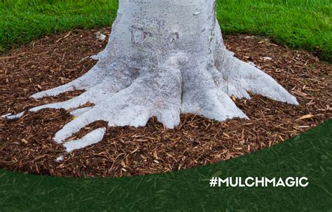 Mulching Adelaide Hills Tree Services