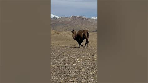 Доехали по Чуйскому тракту почти до Монголии Удалось увидеть даже верблюдов алтай пустыня