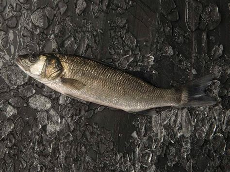 Dorada O Lubina ¿qué Pescado Es Mejor Esenciadelmar