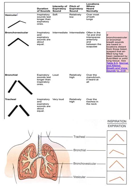Lung Sounds Chart