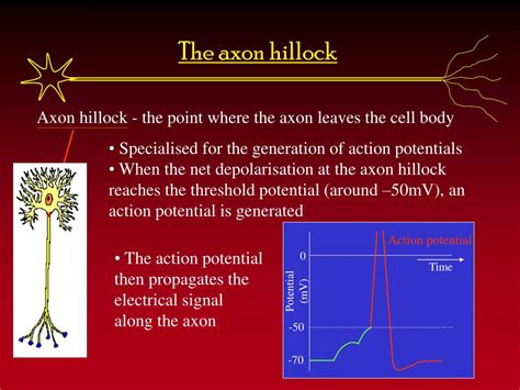Ppt Understanding Neurones Structure Function And Signal