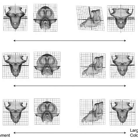 Shape Changes Along PPC Axes A PPC1 B PPC2 C PPC7 Left Shapes Download Scientific Diagram