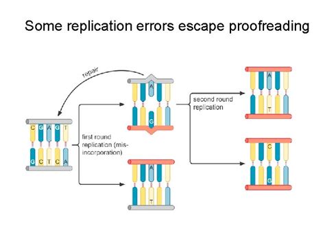 The Mutability And Repair Of DNA Replication Errors