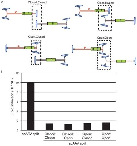 A Four Split Gfp Systems Are Depicted For Self Complimentary Sc Aav2 Download Scientific