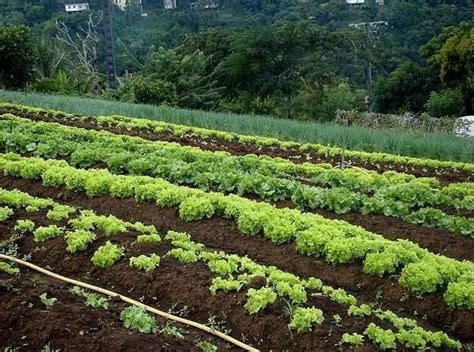 Grande Nterview Lagriculture Doit être Faite Par Les Agriculteurs