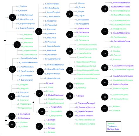Hierarchical Representation Of Brain Measures Constructed By Corex