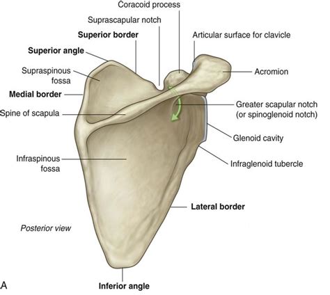 Scapular Notch