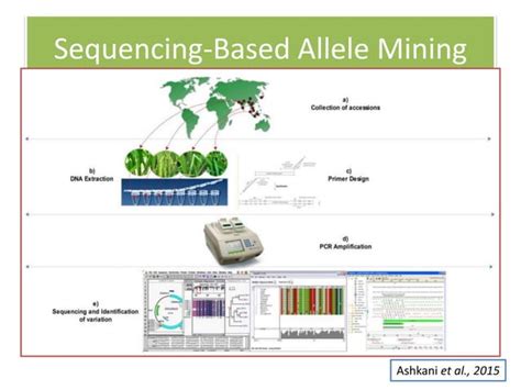 Allele Mining In Crop Improvement PPTX