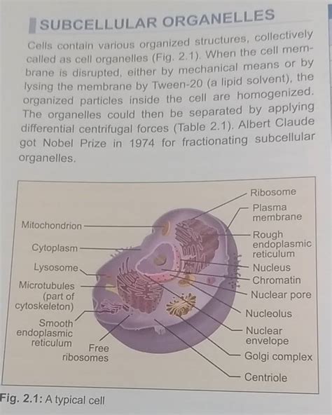Subcellular Organelles Cells Contain Various Organized Structures Collec