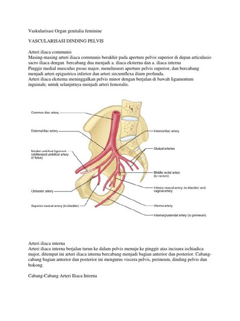 Vaskularisasi Organ Genitalia Feminine Pdf