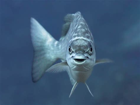 Kyphosus Sectatrix Monaco Nature Encyclopedia