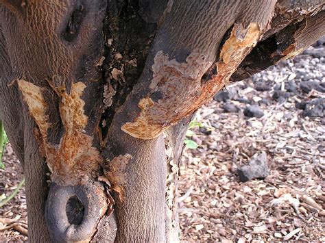 Tree Diseases 14 Viruses That Affect Plants Trees WhatDeWhat