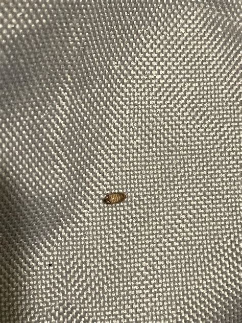 What Is This Bug Found In Storage Closet In MS Thank You R Whatisthisbug