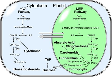 Frontiers Isoprenoid Derived Metabolites And Sugars In The Regulation