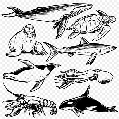 Realistic Sea Animals Drawing