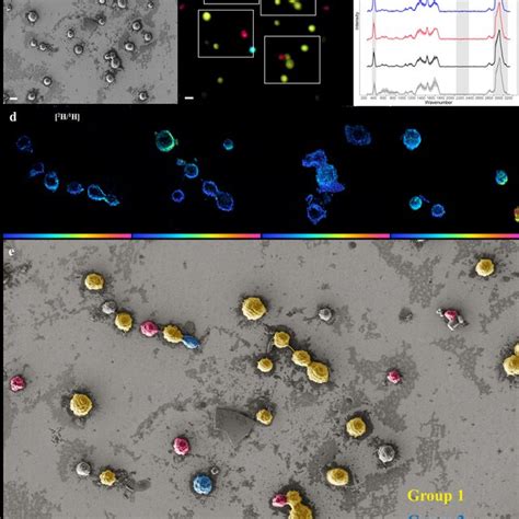 Correlative Microscopy Analysis Of Mmb A Sem Image Of Magnetically