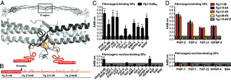 Gf Binding To The Heparin Binding Domain Of Fibrin Ogen A Ribbon Download Scientific