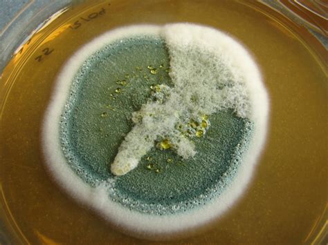 Textiles In Practice Joanna Dyas Seeing The Mould Cultures