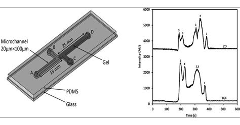 Microfluidic Two Dimensional Separation Of Proteins Combining Temperature Gradient Focusing And