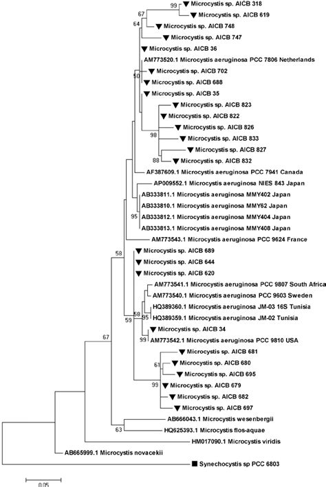 Maximum Likelihood Consensus Tree Based On Its Region Of 42 Microcystis