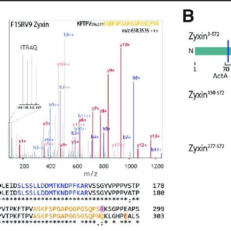 Schematic Representation Of Zyxin Truncations Identified In Porcine