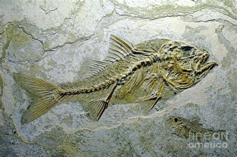 Fish Fossil By Science Photo Library Fish Fossil By Science Photo Library