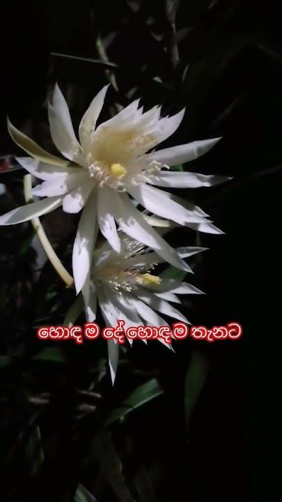 මහ රෑ බුදු පුදට ආ සුන්දර කඩුපුල් 🌼 Trendingshorts Motivation Religion Inspiration Love