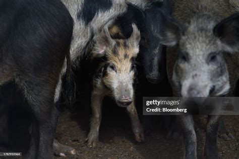 Feral Hogs In The Back Of A Holding Pen Near Franklin Texas Us On