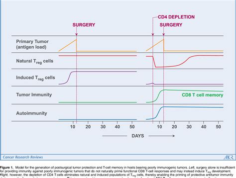 Figure 1 From Tumor Specific T Cell Memory Clearing The Regulatory T