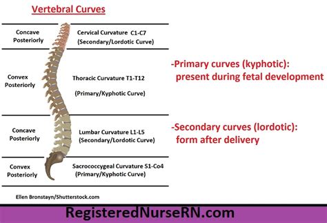 Vertebral Column Anatomy 5 Regions Curves And More