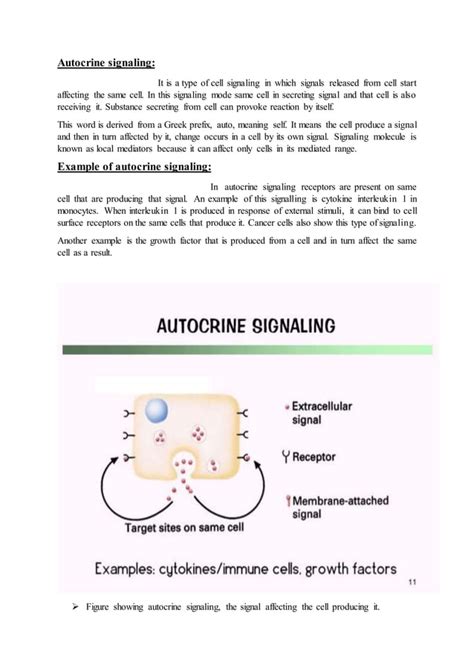 Cell Signaling Pathways Docx