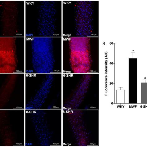 Determination Of Superoxide Anion Availability A Representative Download Scientific Diagram
