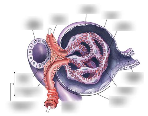 Glomerulus Diagram Biol 2020 Diagram Quizlet