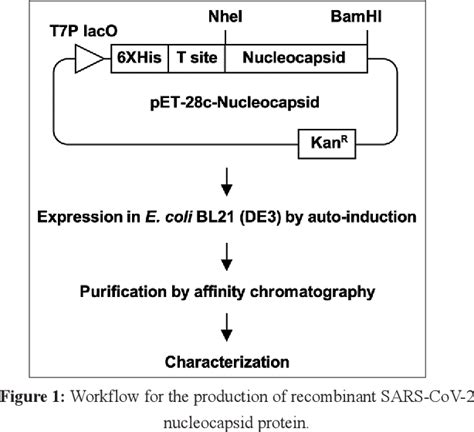 Figure 1 From Production Of Sars Cov 2 Nucleocapsid Protein In Escherichia Coli And Its