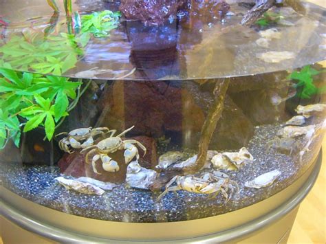 カニ の 飼い 方
