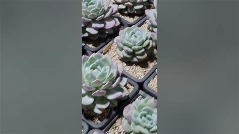 잿빛곰팡이 대처법 Youtube