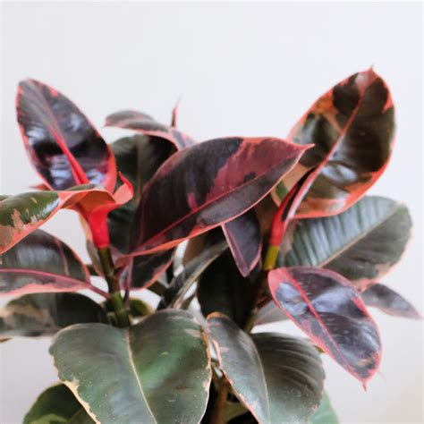 Rubber Plant Bunnings Natures Colours Plants And Ts