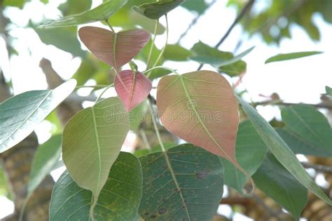 Soft Top Of Bo Leaf Stock Image Image Of Flower Tree 270045255