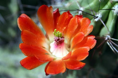 Free Photo Cactus Flowers Awakening Beautiful Beauty Free