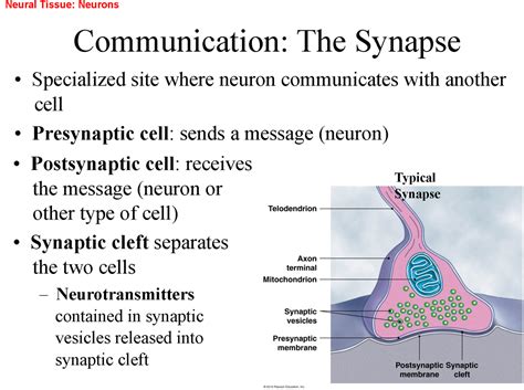 The Synpase And Communication Neural Tissue Neurons Communication