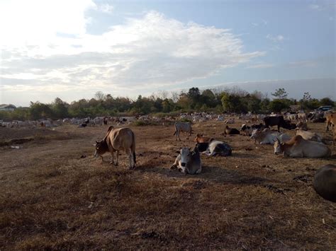 Dvb မြန်မာ့ ကျွဲ၊ နွားများ ထိုင်း မြန်မာနယ်စပ်တွင် ပုံမှန်ထက်အရောင်းသွက်နေ